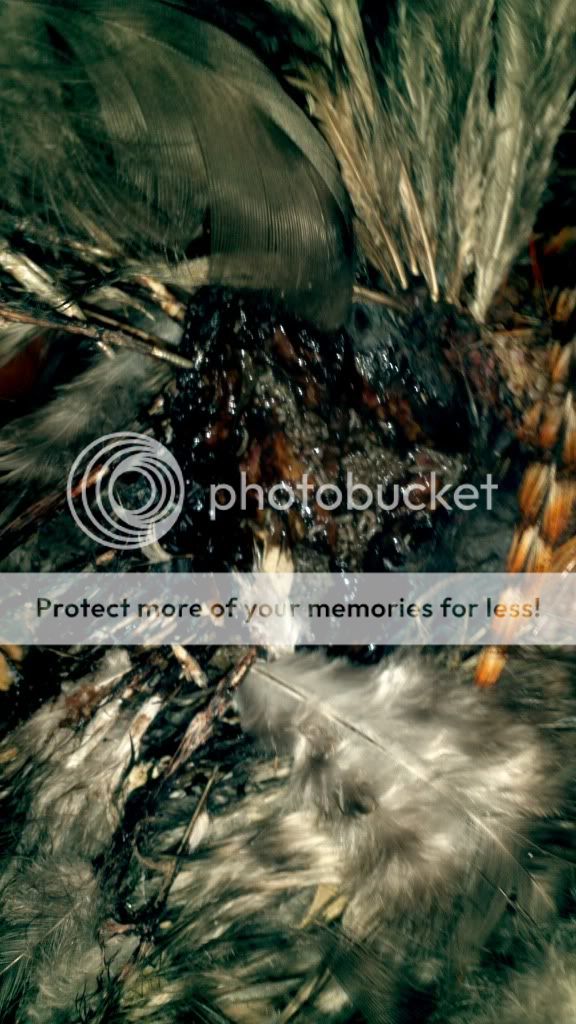 Skin rotting on live rooster - help its nasty with graphic pics | Page ...