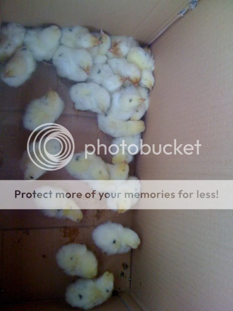 The Tetra Tint thread.. (Photos, info) | Page 20 | BackYard Chickens ...