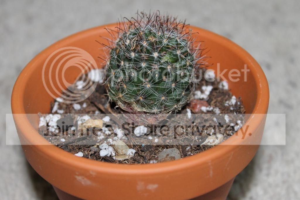 Cactus Tubercles becoming Pink and Swollen PLEASE HELP - CactiGuide.com